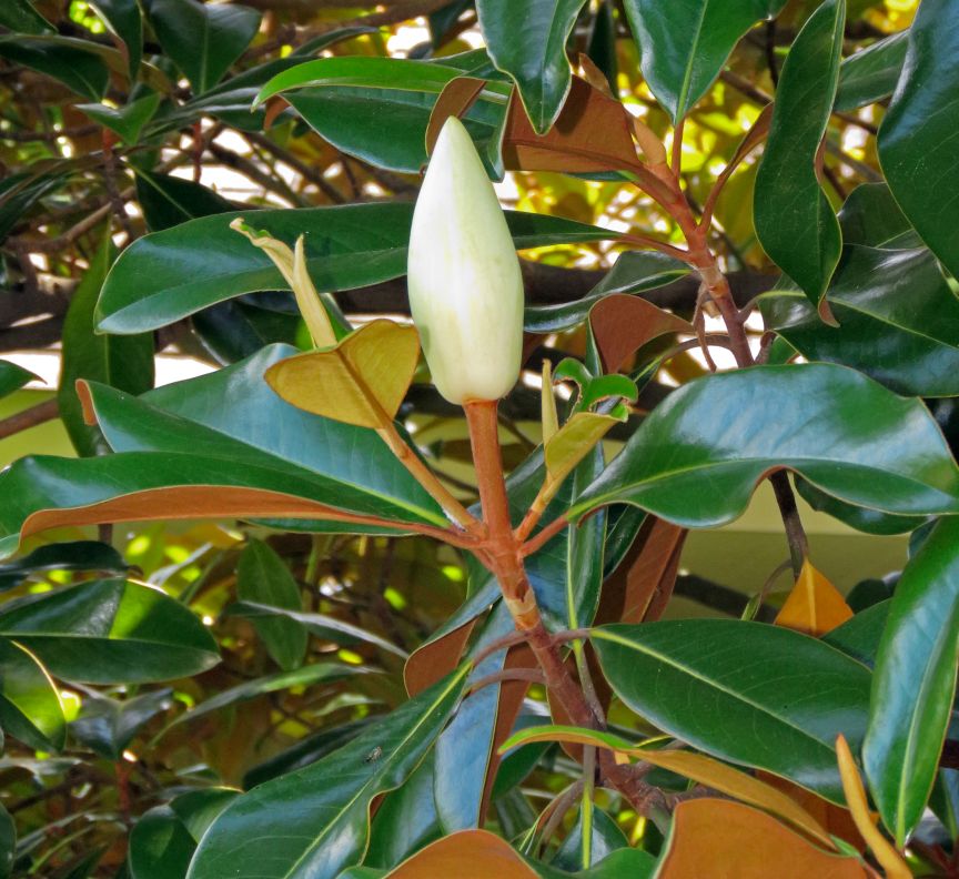 June 29, 2018 – Southern Magnolia – Barton Arboretum and Nature Preserve