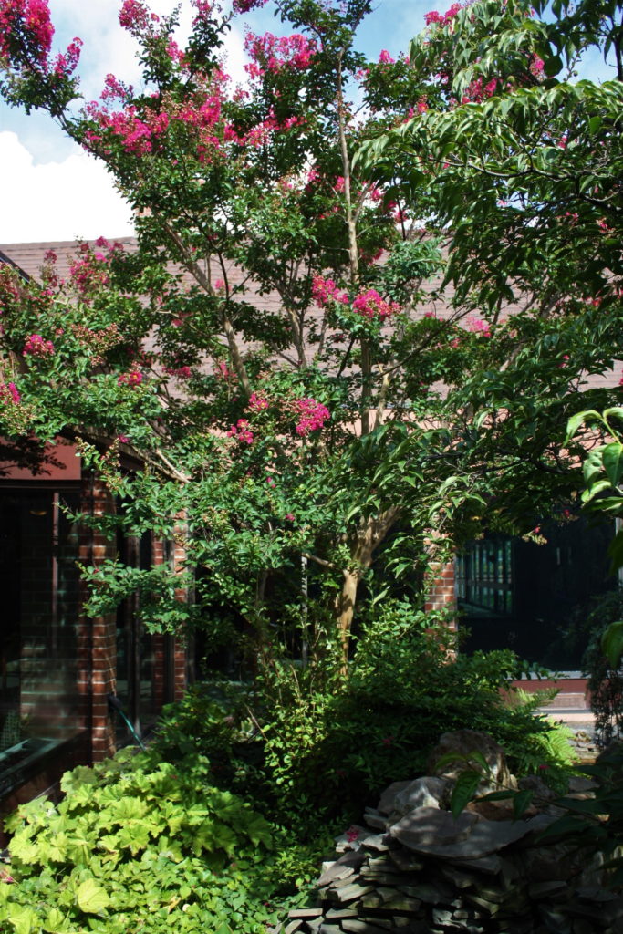 July 27, 2018 – Crape Myrtle – Barton Arboretum and Nature Preserve