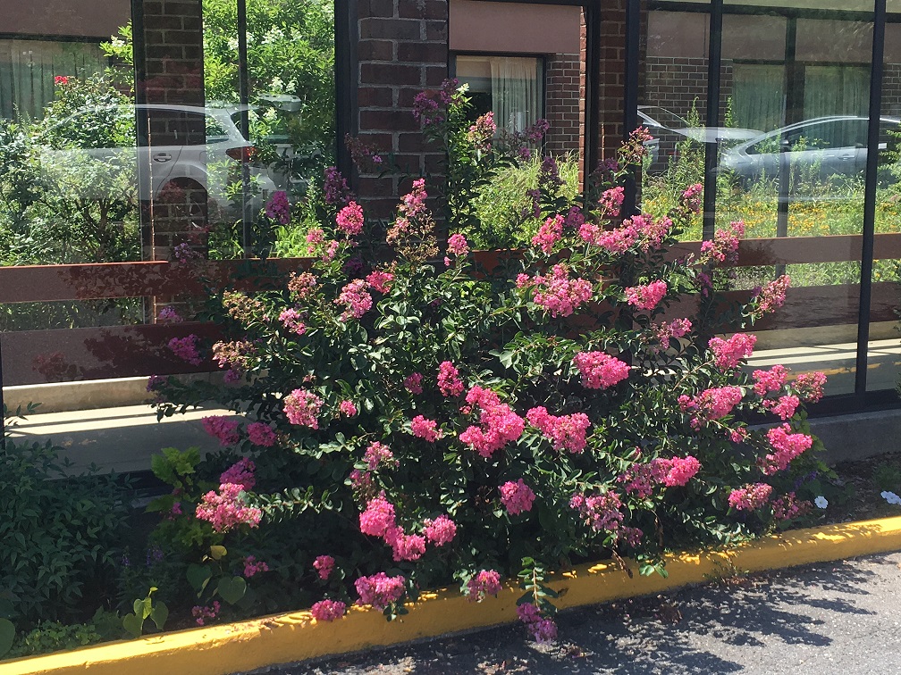 August 13, 2017 – Crape Myrtle – Barton Arboretum and Nature Preserve