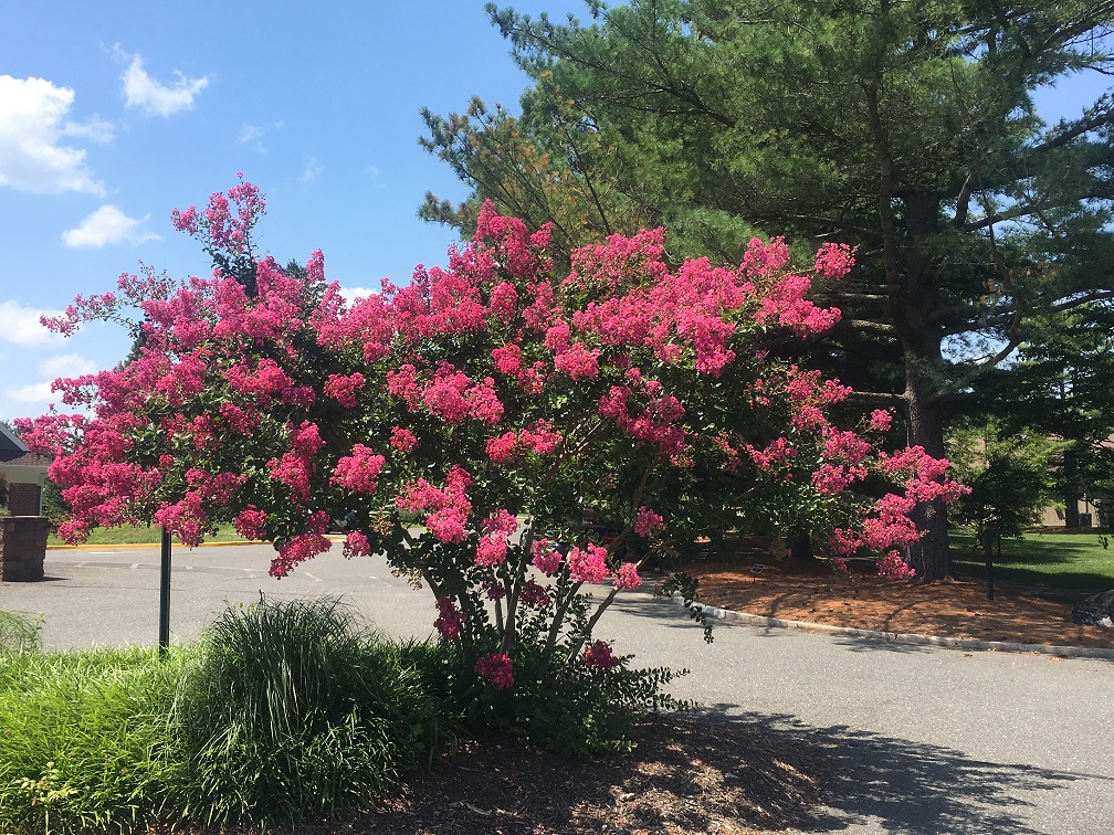 August 13, 2017 – Crape Myrtle – Barton Arboretum and Nature Preserve
