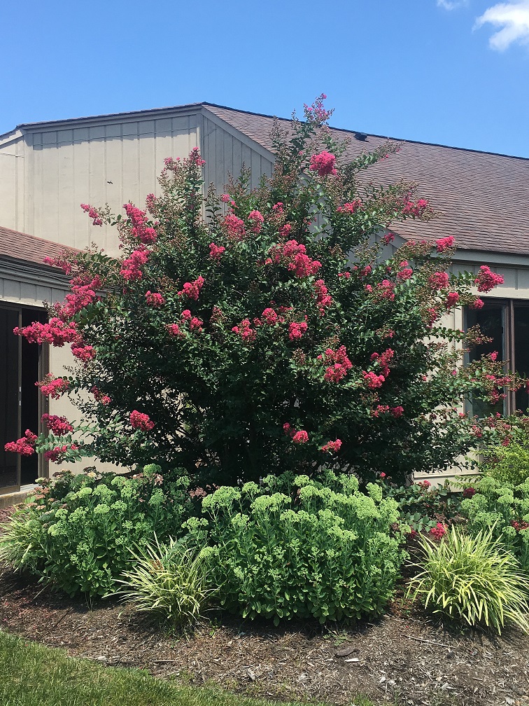 August 13, 2017 – Crape Myrtle – Barton Arboretum and Nature Preserve