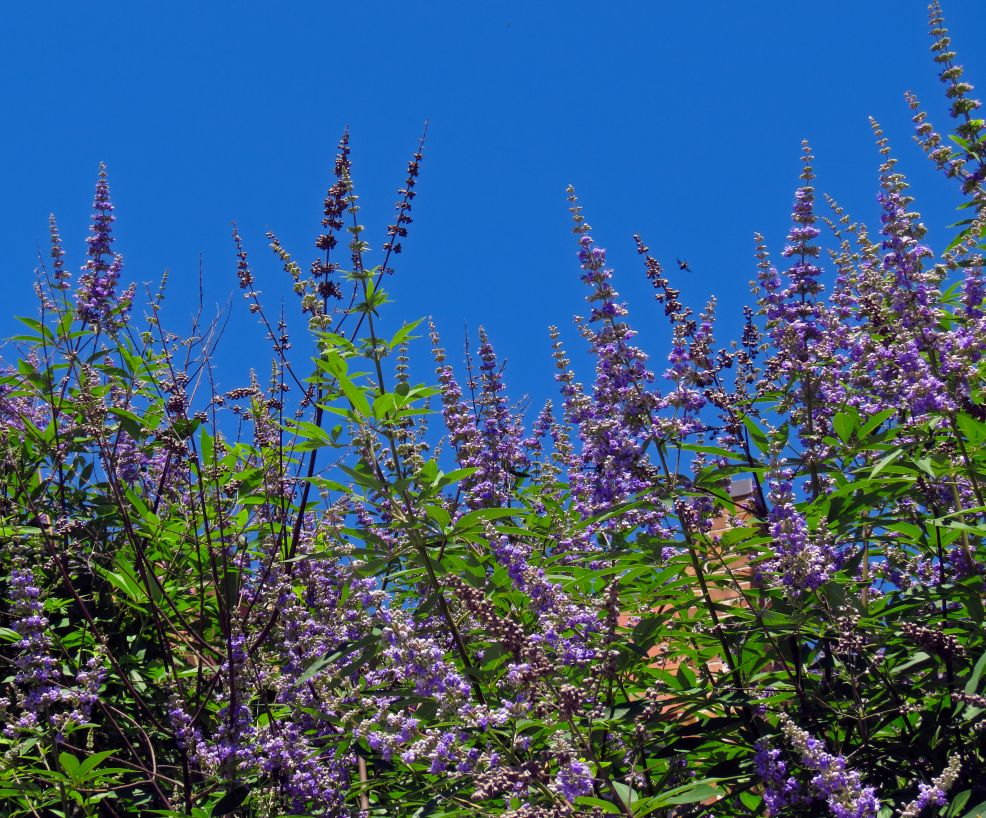 July 13, 2018 – Vitex – Barton Arboretum and Nature Preserve