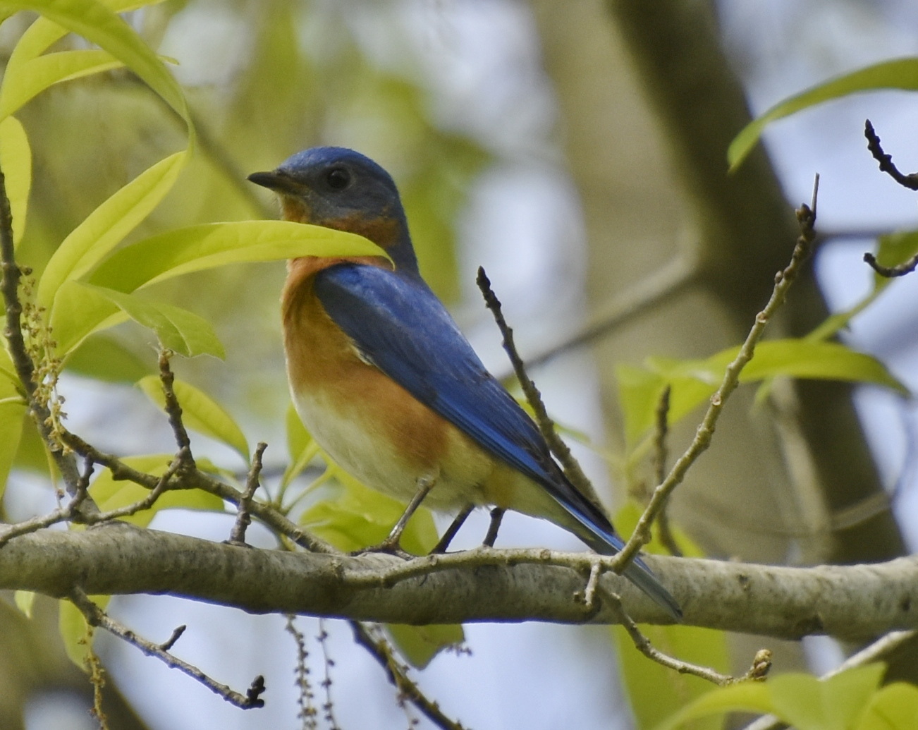 May 11, 2019 – Meadow Birds – Barton Arboretum and Nature Preserve