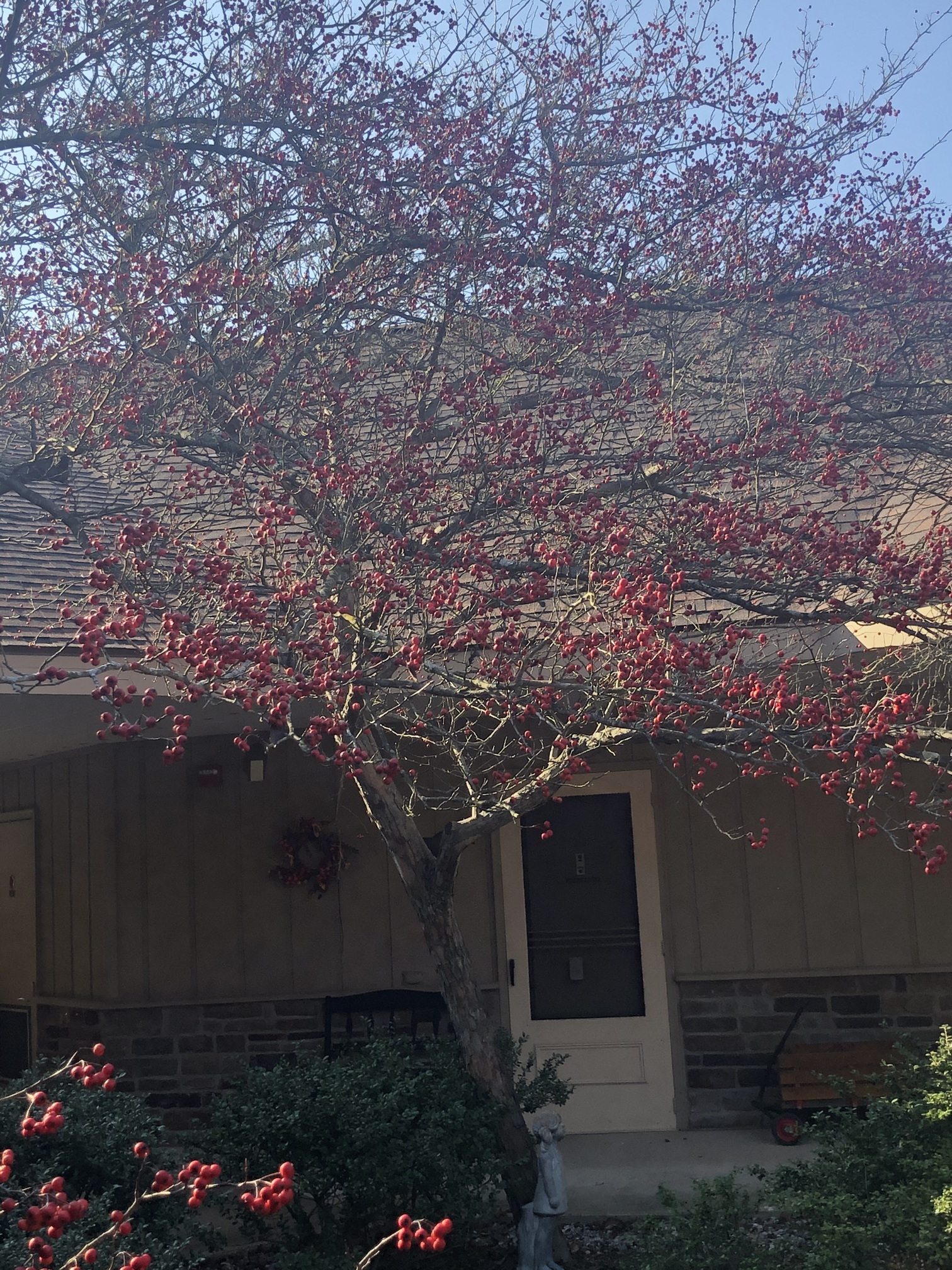 November 29, 2019 – Winter King Hawthorn – Barton Arboretum and Nature ...