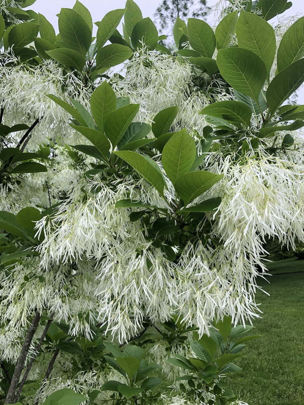 May 29, 2020 – Fringetree – Barton Arboretum and Nature Preserve