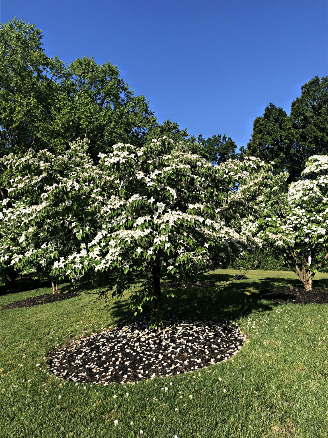 June 4, 2021 – Kousa Dogwood – Barton Arboretum and Nature Preserve