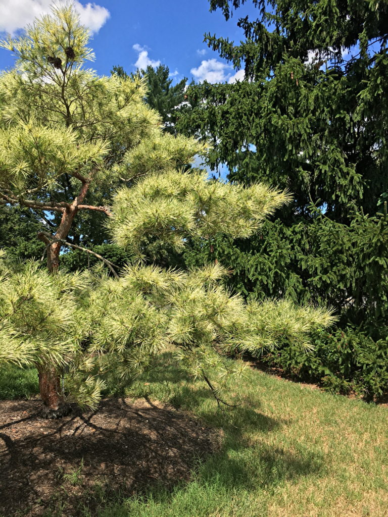 August 19, 2022 – The Dragon’s Eye – Barton Arboretum and Nature Preserve