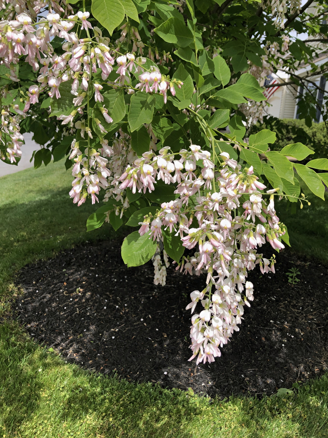 June 2, 2023 – Yellowwood Tree – Barton Arboretum and Nature Preserve