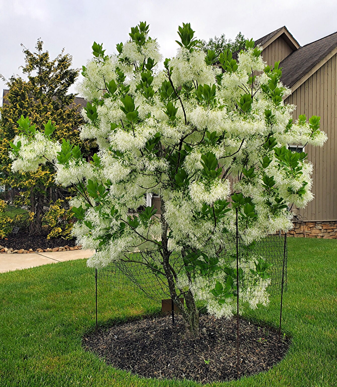 May 17, 2024 – Chionanthus virginicus – Barton Arboretum and Nature ...