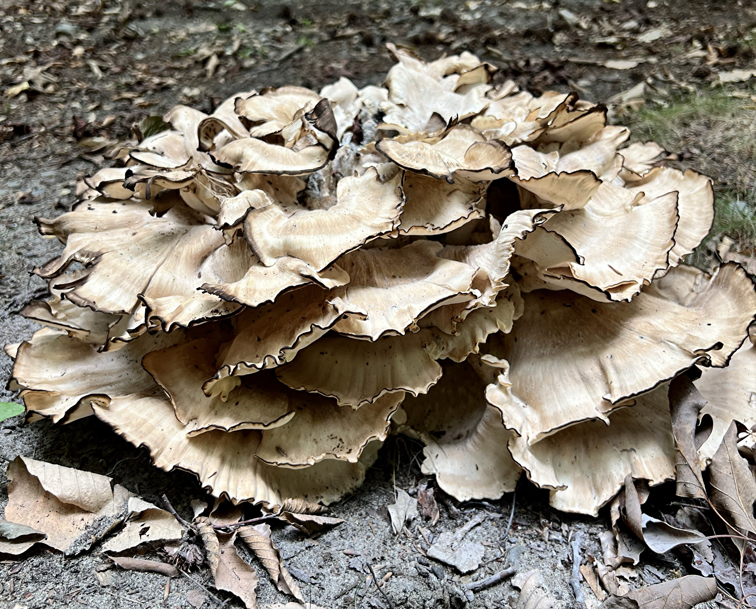 August 2, 2024 – Giant Polypore – Barton Arboretum and Nature Preserve