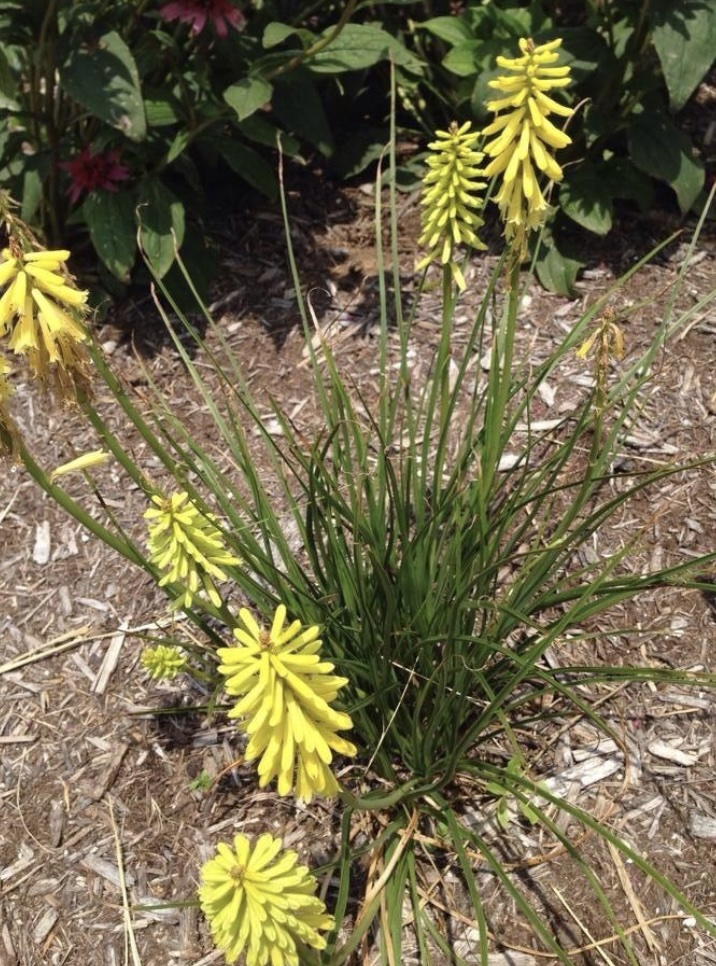 August 30, 2024 – Torch Lily – Barton Arboretum and Nature Preserve
