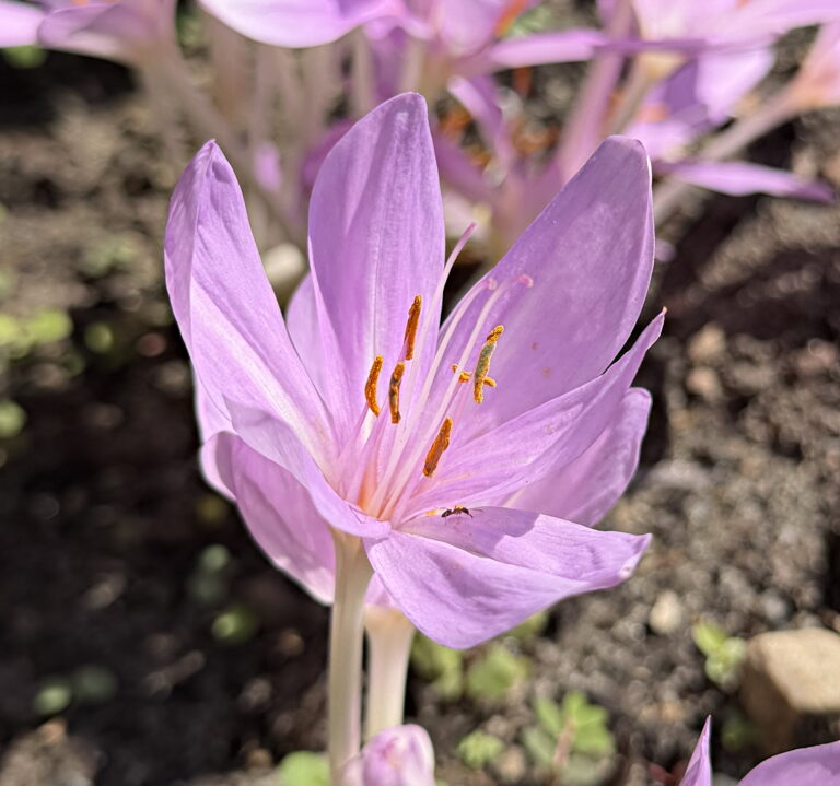 Barton Arboretum and Nature Preserve – of Medford Leas